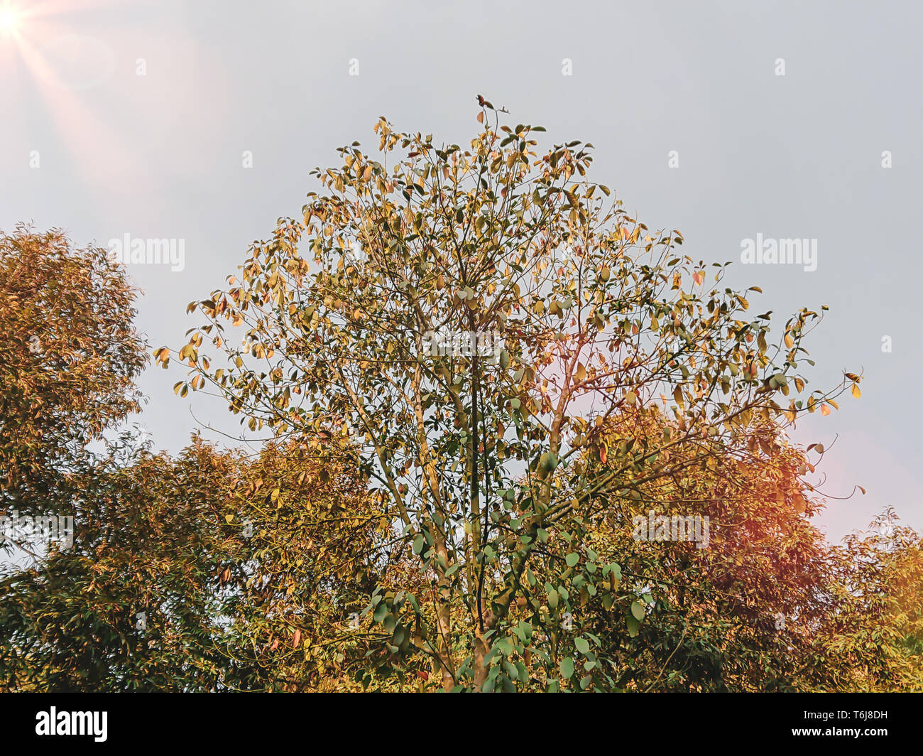 Trees looking up leaves hi-res stock photography and images - Alamy
