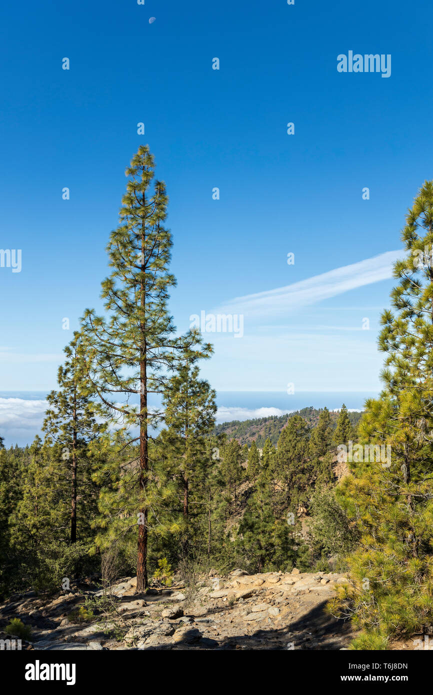 Pinus canariensis, canarian pine tree, Vilaflor, Tenerife, Canary ...