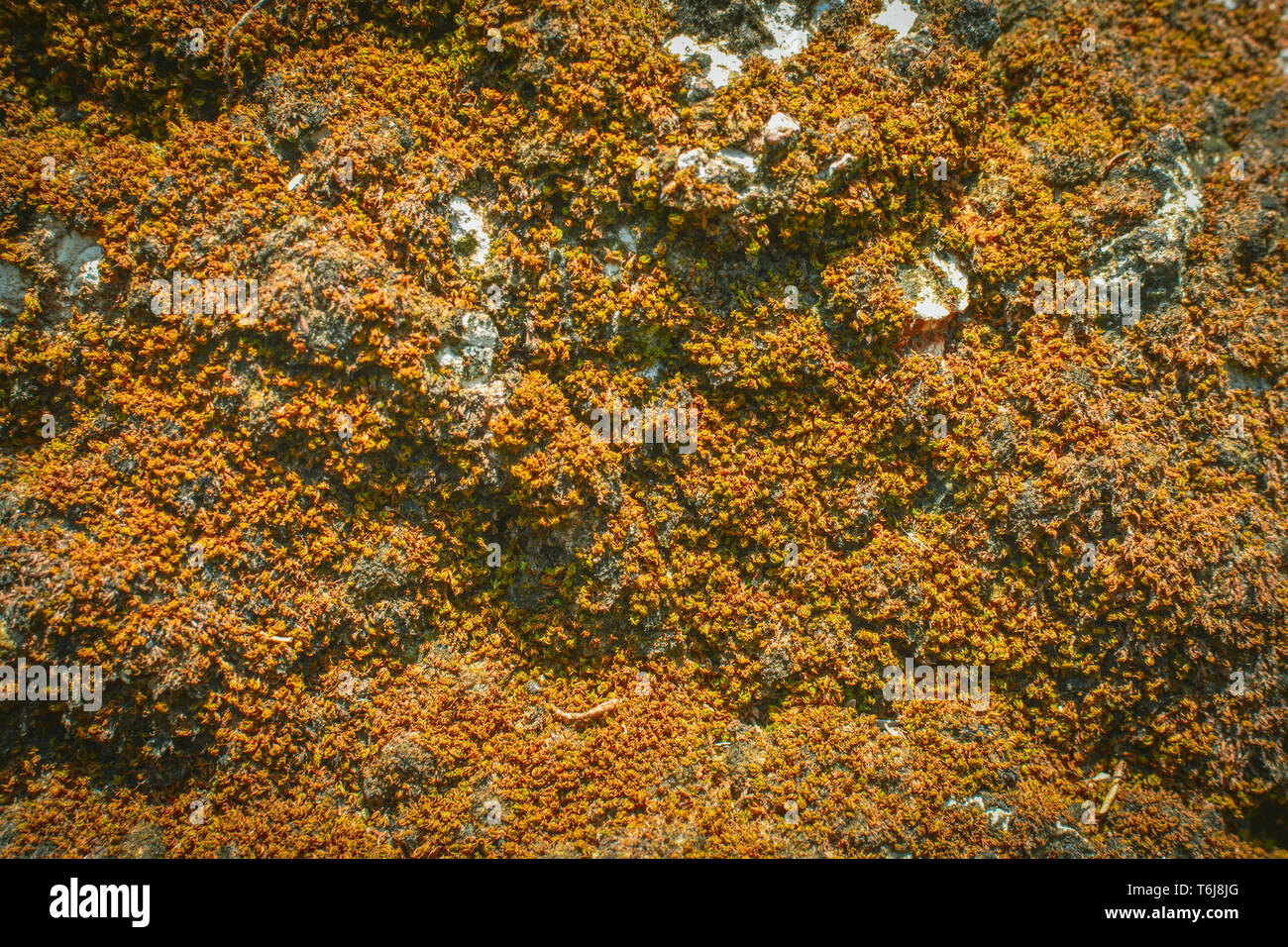 Old brown moss on stone texture background Stock Photo - Alamy