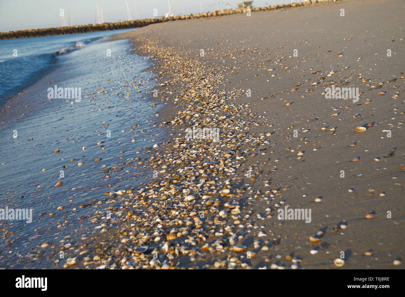 Sea snail shell on beach hi-res stock photography and images - Alamy