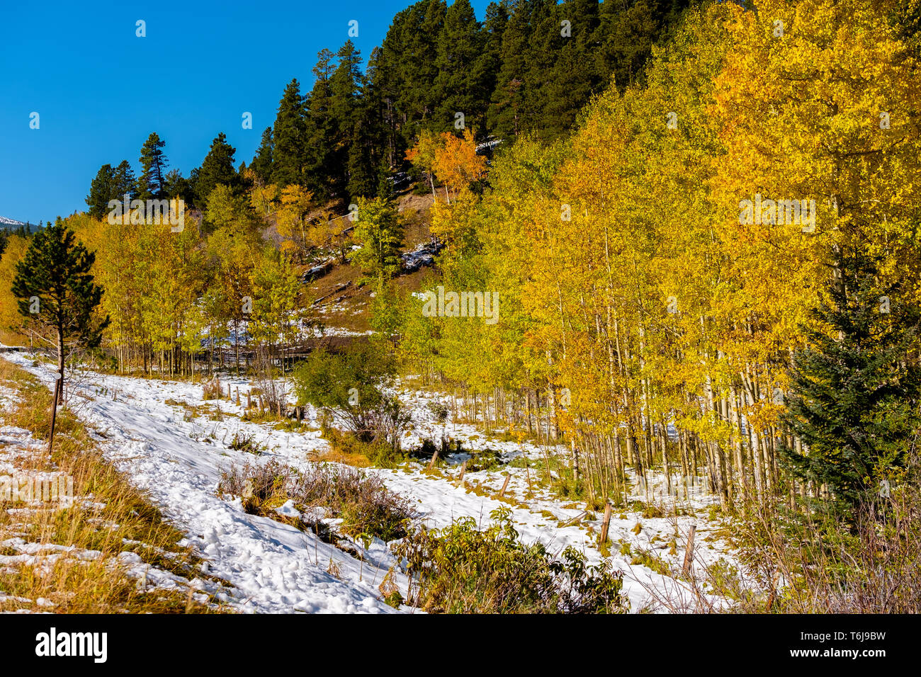 Season changing, first snow and autumn trees Stock Photo - Alamy