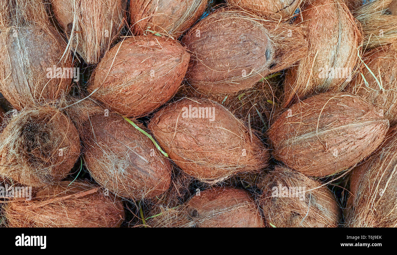 Pile of coconuts in the food market of India Suitable for making ...