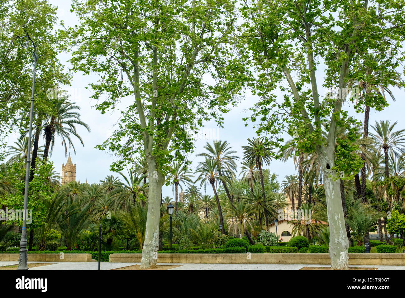 Palm Trees Palermo High Resolution Stock Photography and Images - Alamy