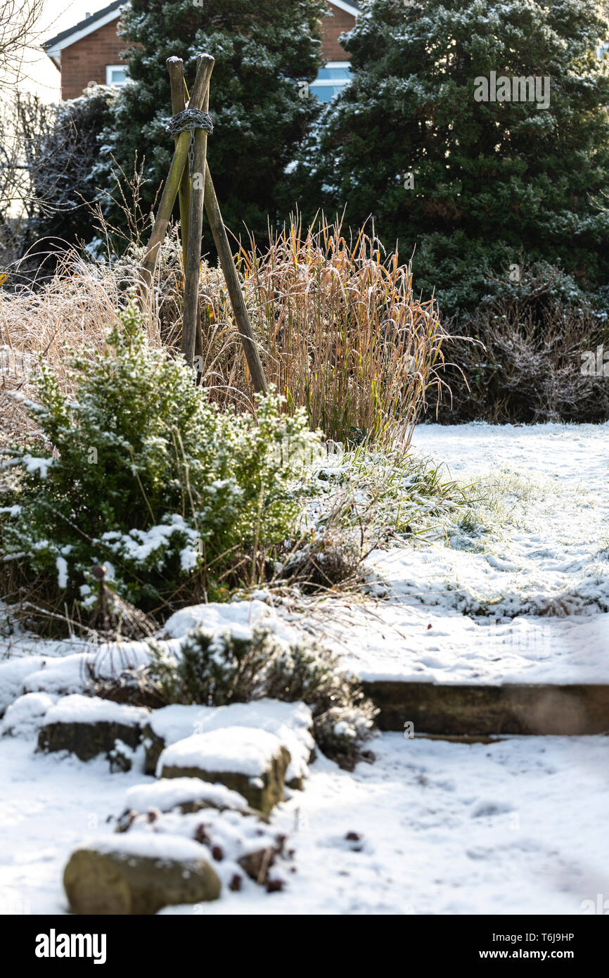 UK Garden in winter with snow and structural planting Stock Photo - Alamy
