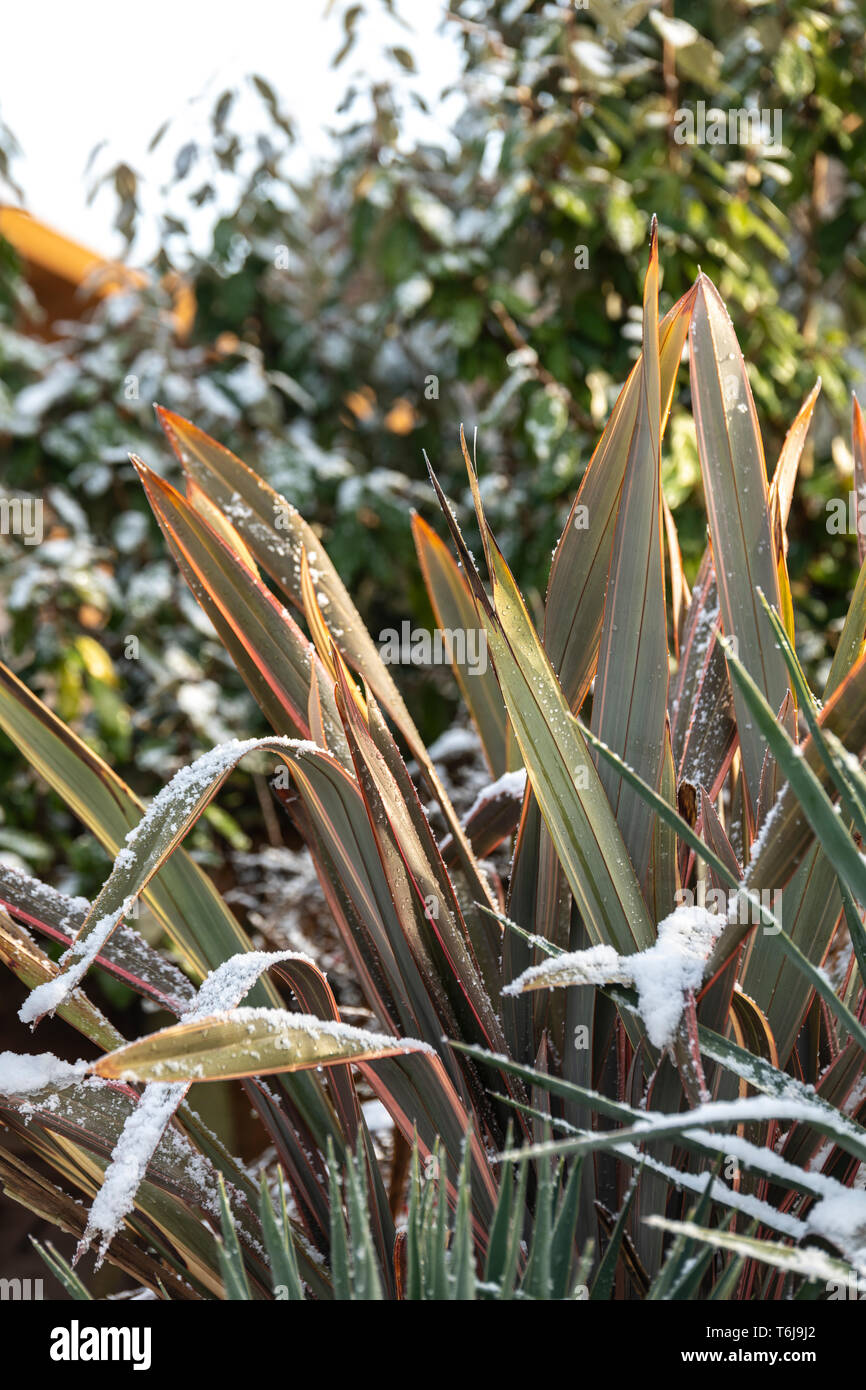 UK Garden in winter with snow and structural planting Stock Photo - Alamy