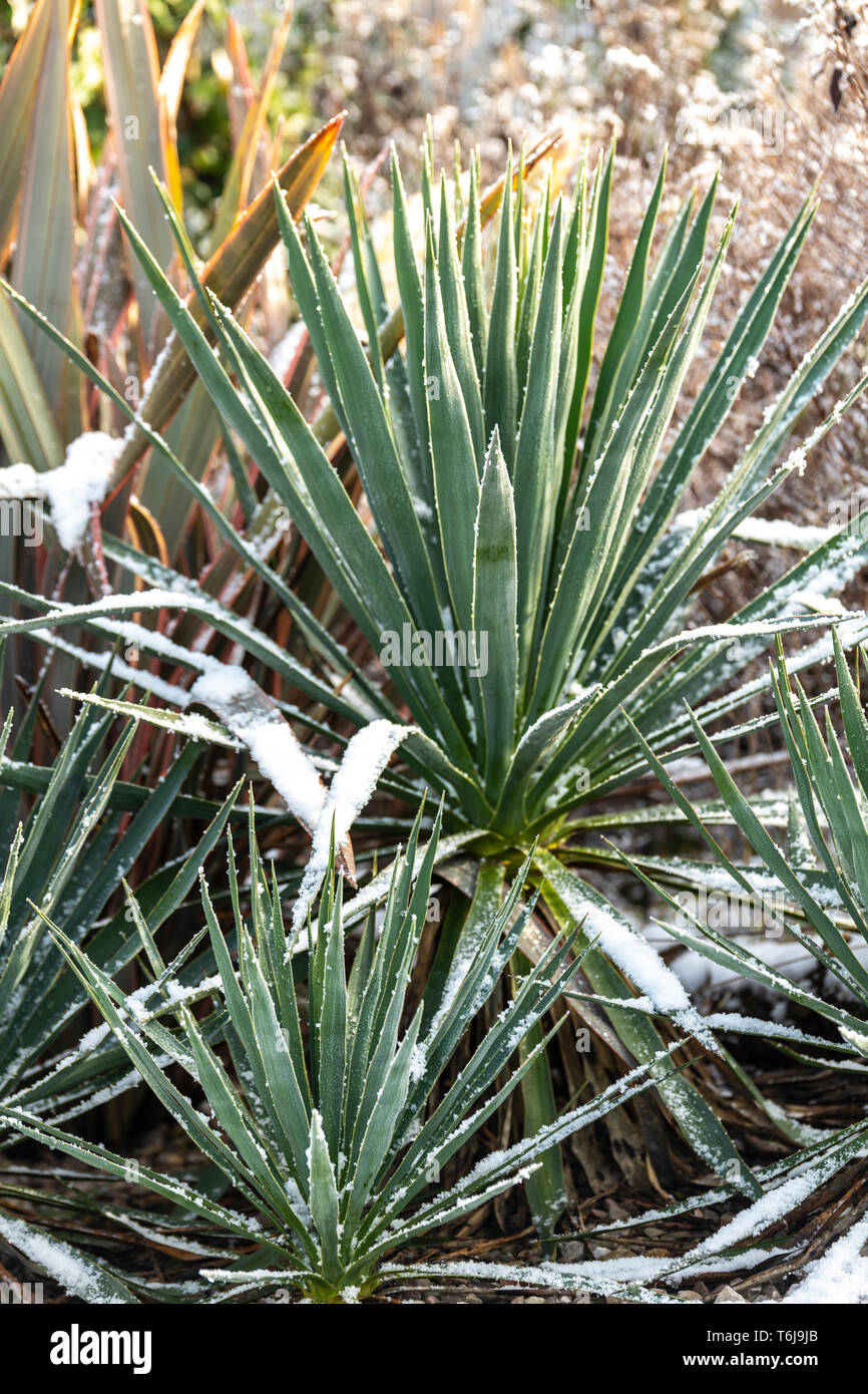 UK Garden in winter with snow and structural planting Stock Photo - Alamy