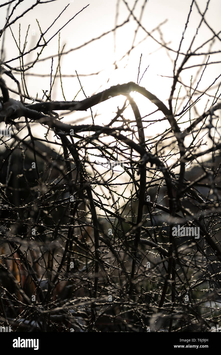 UK Garden in winter with snow and structural planting Stock Photo - Alamy