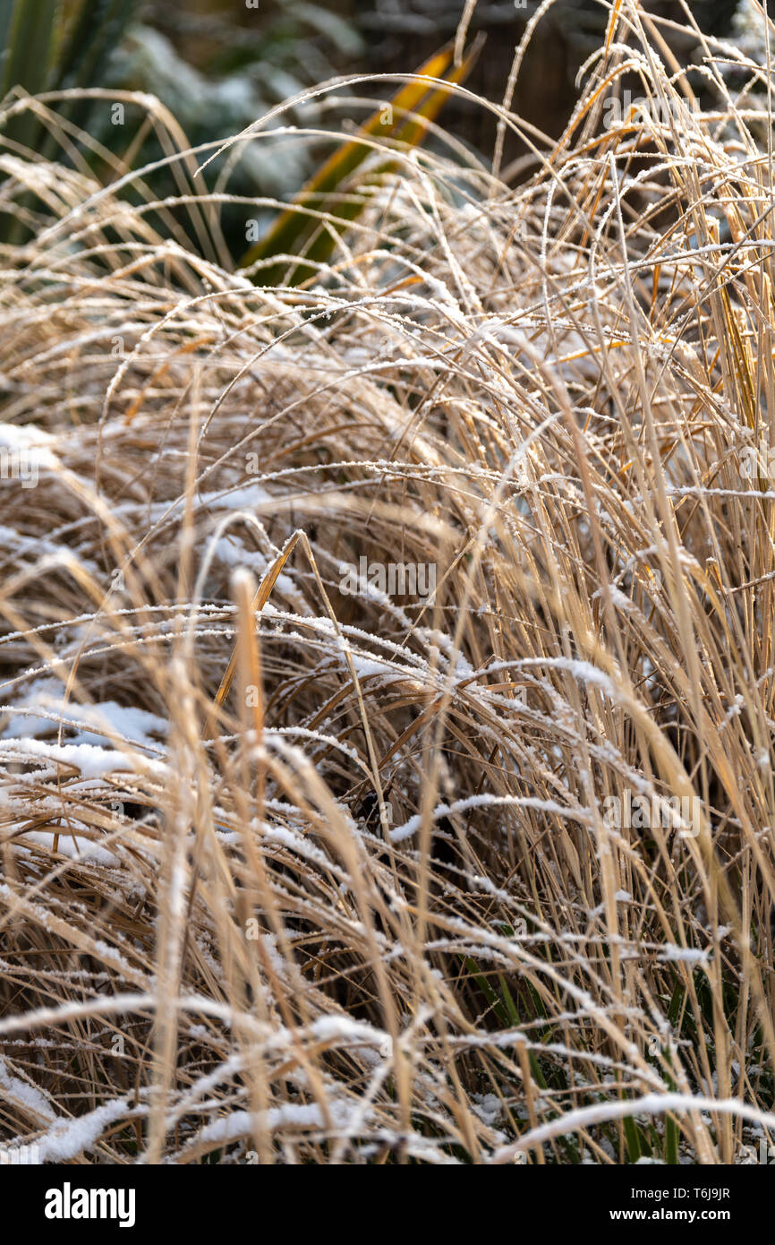 UK Garden in winter with snow and structural planting Stock Photo - Alamy
