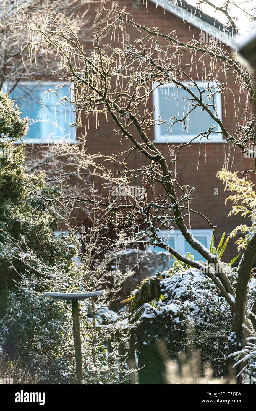 UK Garden in winter with snow and structural planting Stock Photo - Alamy