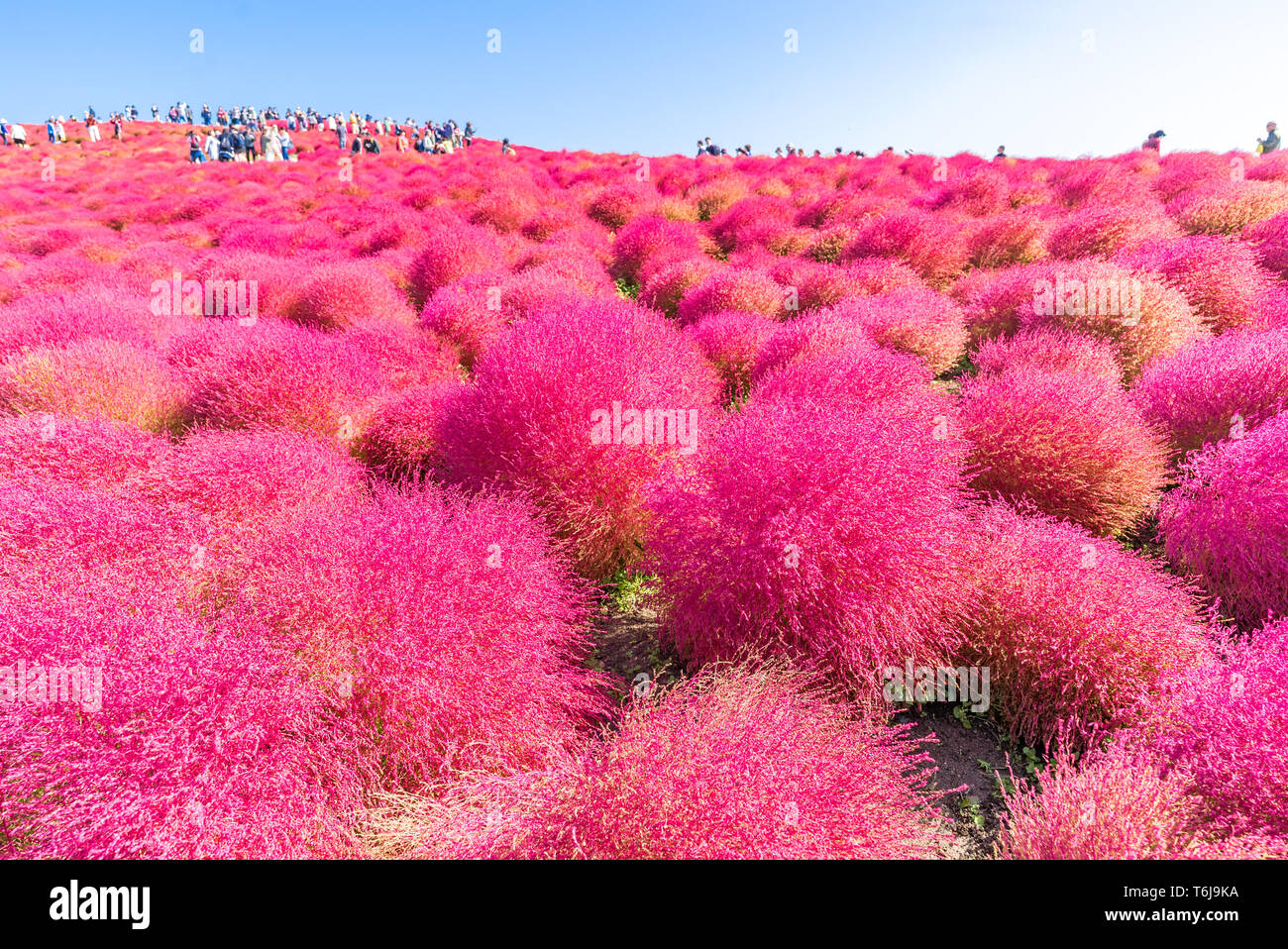 Filed of cosmos flowers hi-res stock photography and images - Alamy
