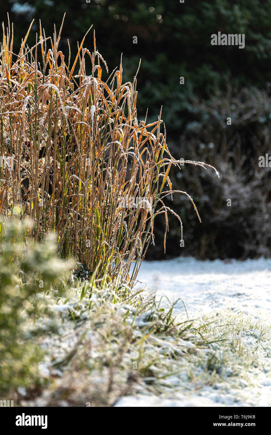UK Garden in winter with snow and structural planting Stock Photo - Alamy