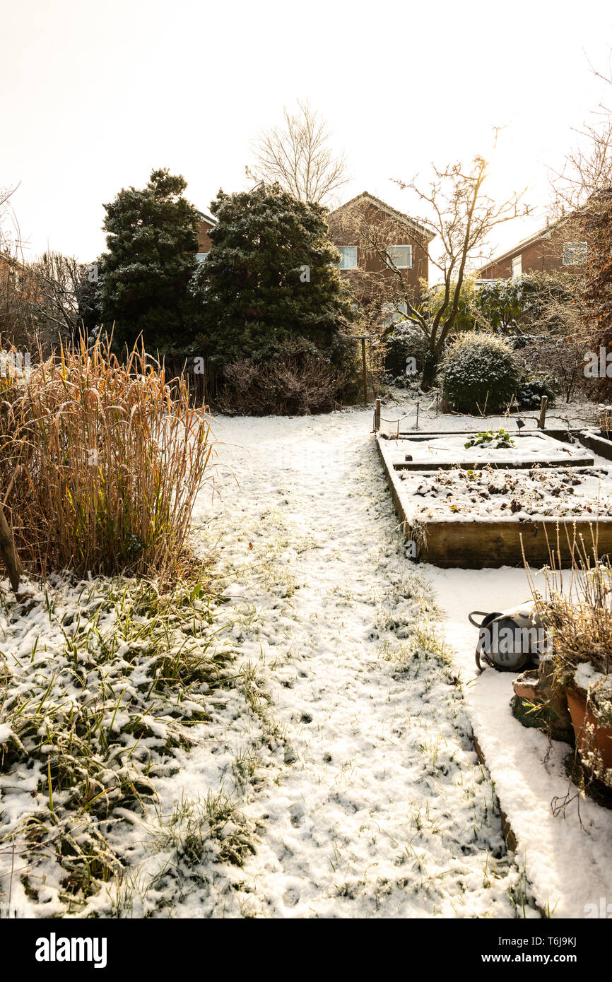 UK Garden in winter with snow and structural planting Stock Photo - Alamy