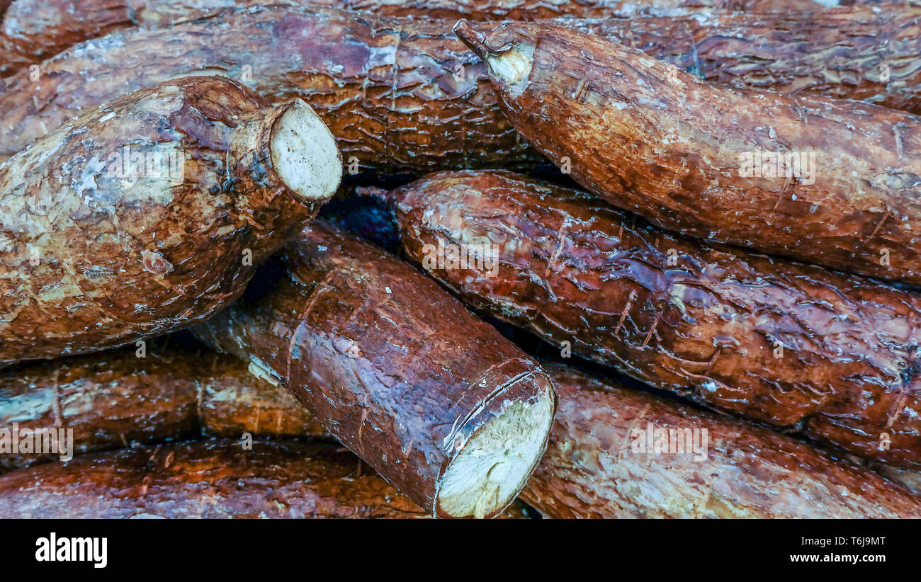 Cassava, also called manioc, yuca, balinghoy, mogo, mandioca, kamoteng ...