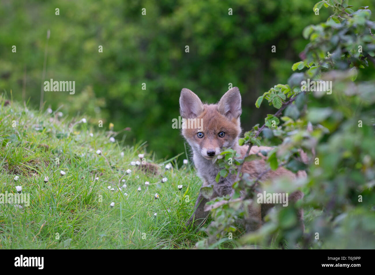 Red Fox Cub peeping through Vegetation Stock Photo - Alamy