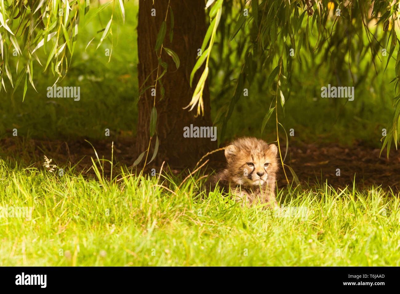 Cheetah Cub ( Acinonyx jubatus ) Lying Underneath A Tree Stock Photo ...
