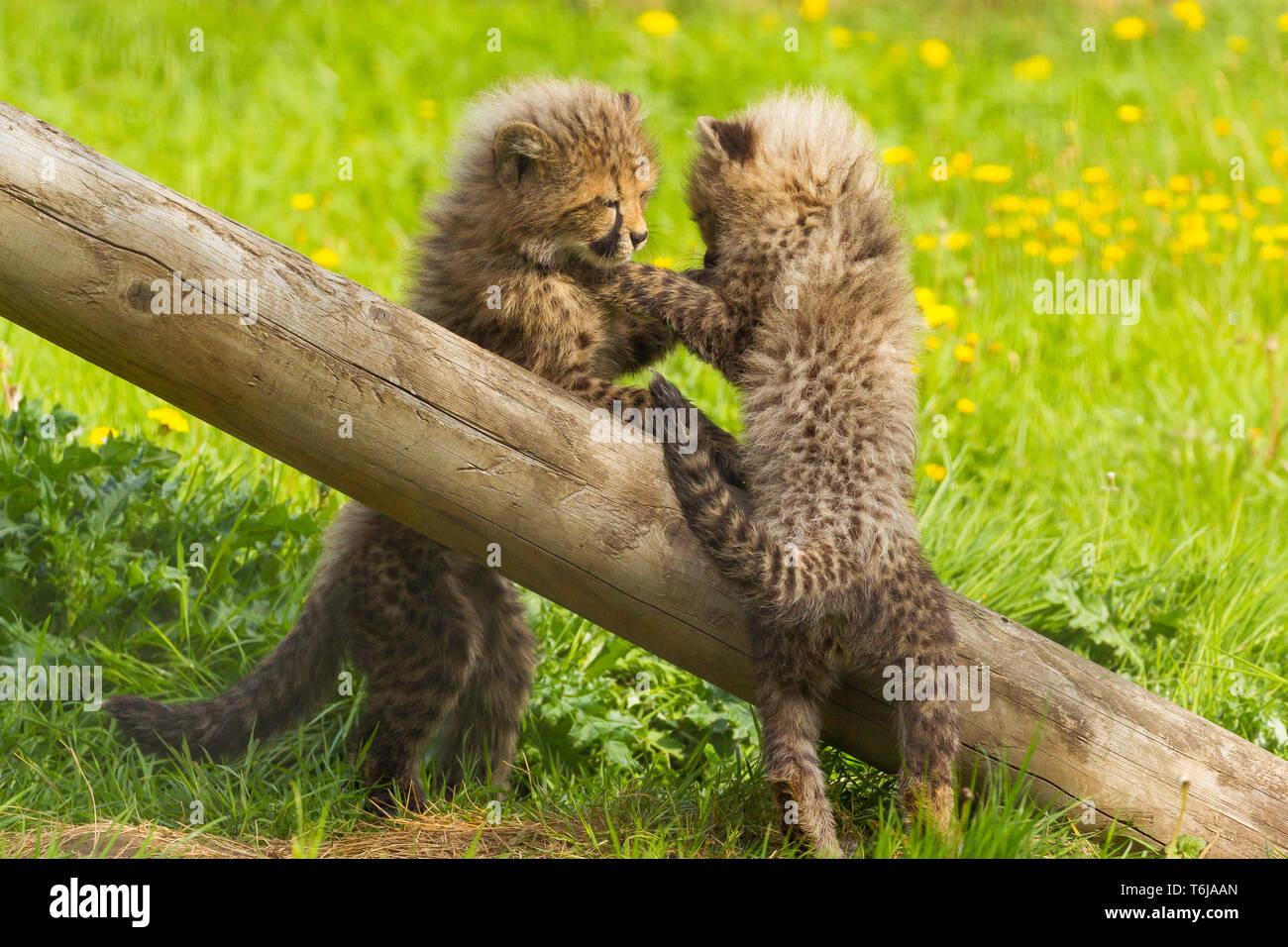Cheetah Cubs ( Acinonyx jubatus ) Two Cheetah Cubs Playing Together On ...