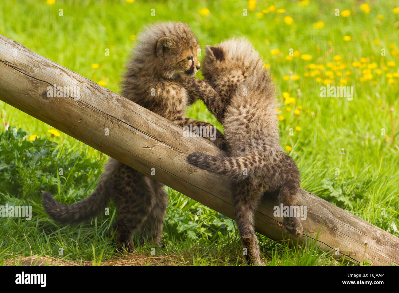 Cheetah Cubs ( Acinonyx jubatus ) Two Cheetah Cubs Playing Together On ...