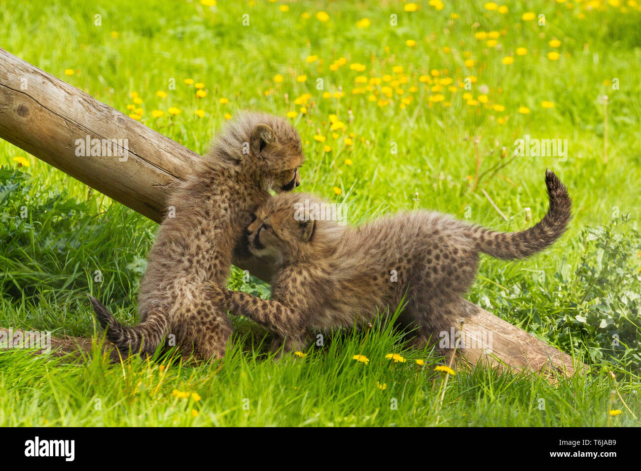 Cheetah Cubs ( Acinonyx jubatus ) Two Cheetah Cubs Playing Together On ...