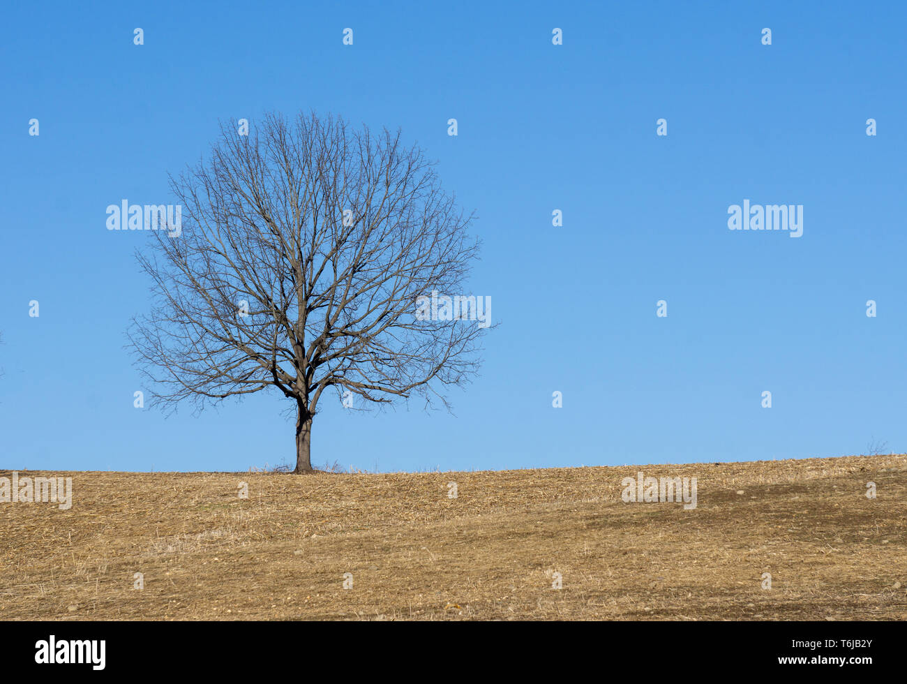 Maple tree in winter hi-res stock photography and images - Alamy