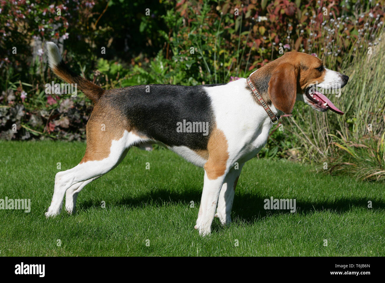 Are Beagle Harrier Aggressive