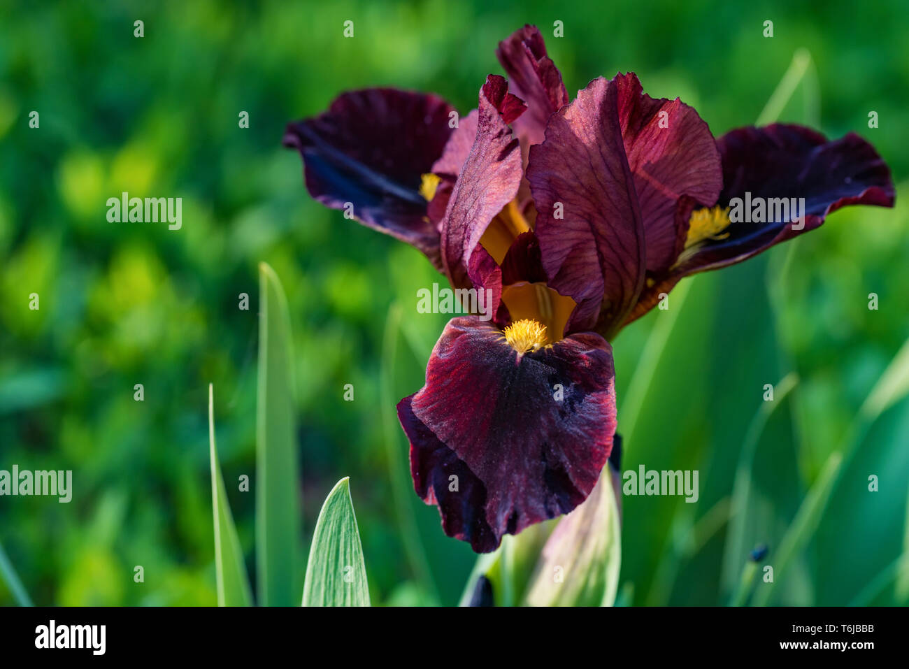 German bearded irises hi-res stock photography and images - Alamy