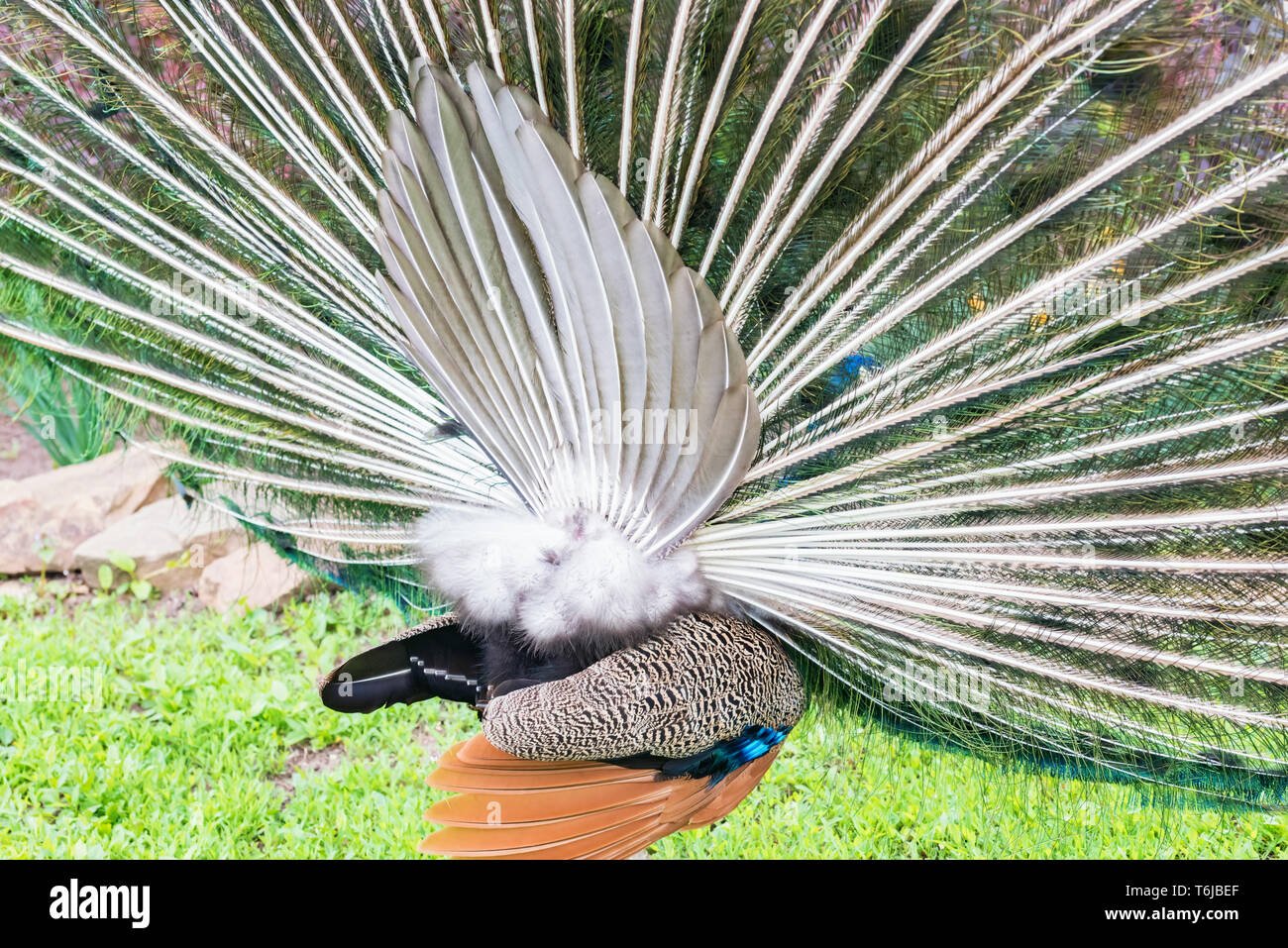 Back view male peacock with fully unfolded feathers of his tail Stock ...