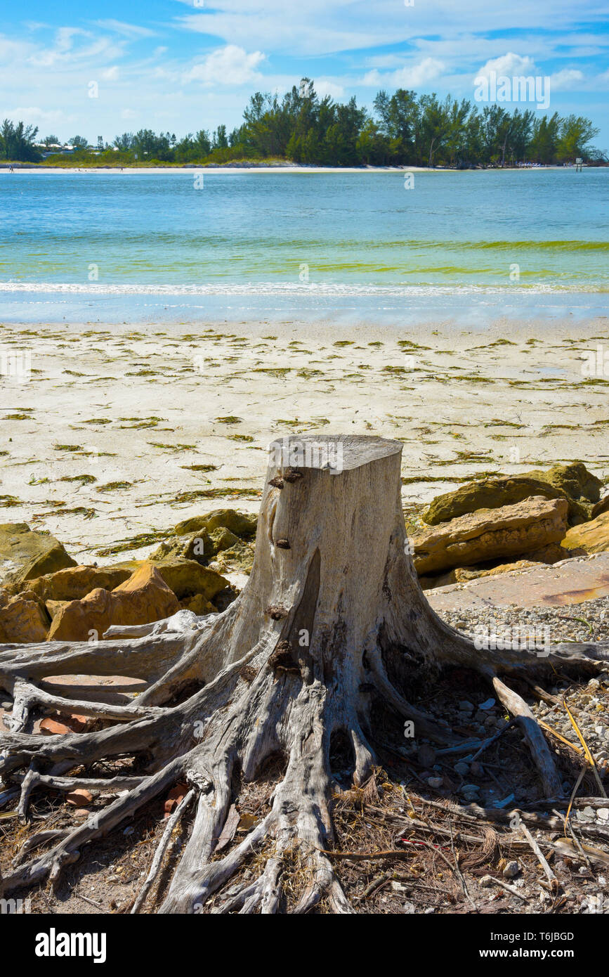 Tree stumps on beach hi-res stock photography and images - Alamy