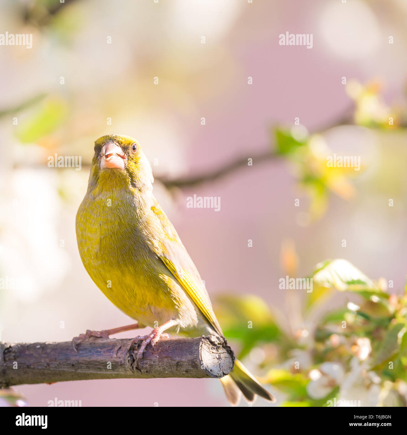 Square photo of single nice greenfinch. Bird is perched on branch of ...