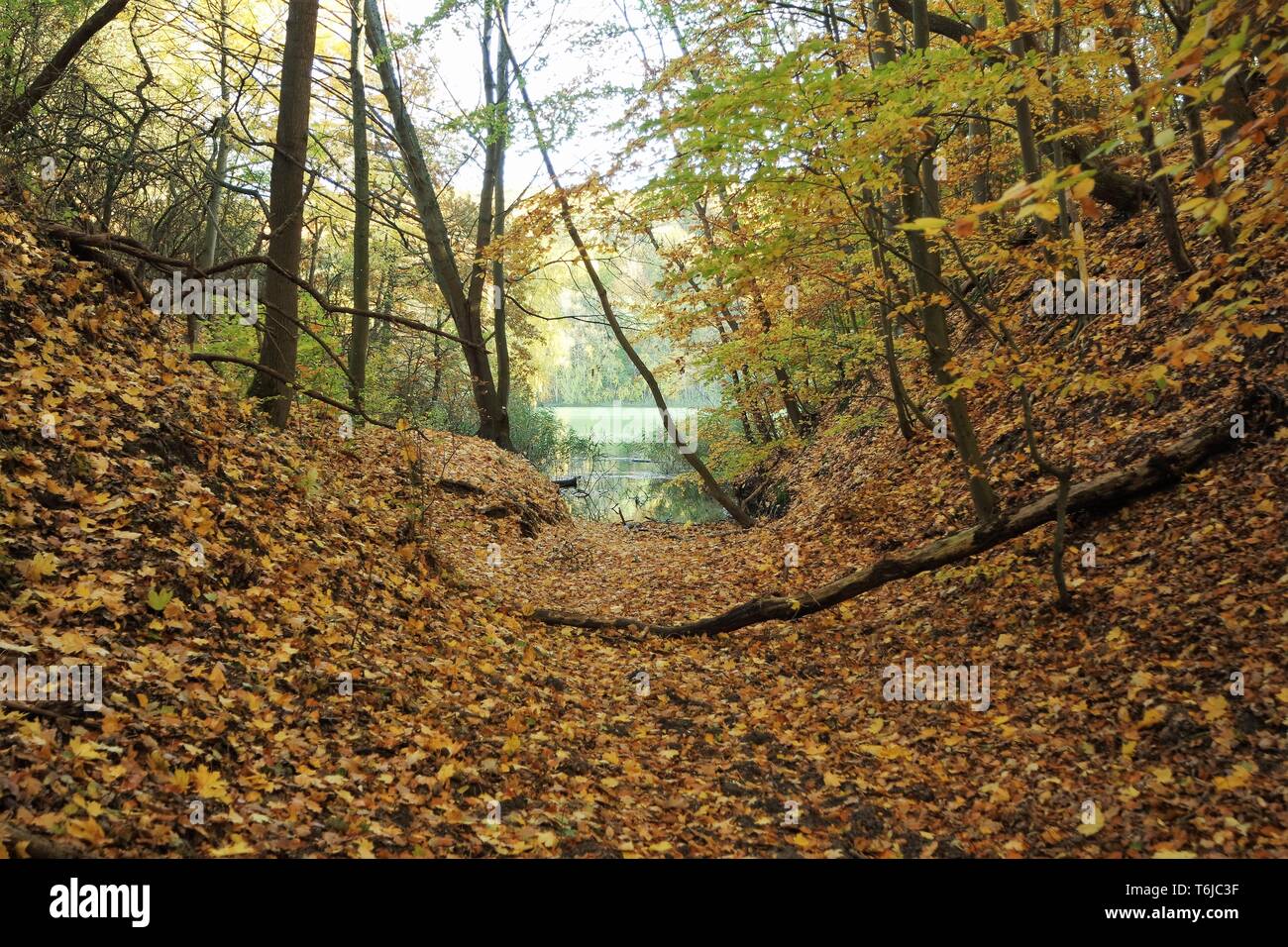 trench in the forest Stock Photo - Alamy