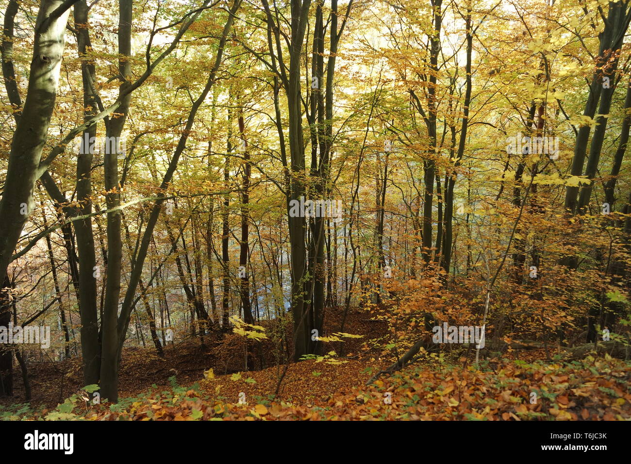 Forest of colors hi-res stock photography and images - Alamy