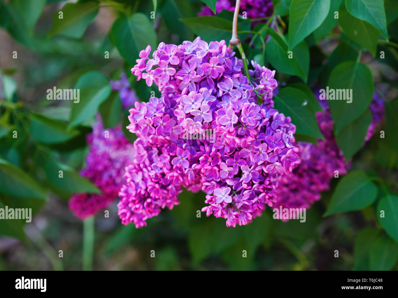 Purple lilac blooms Stock Photo - Alamy