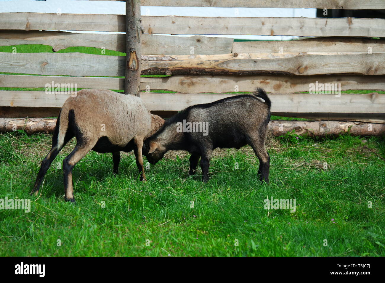 Two little, fighting goats Stock Photo - Alamy