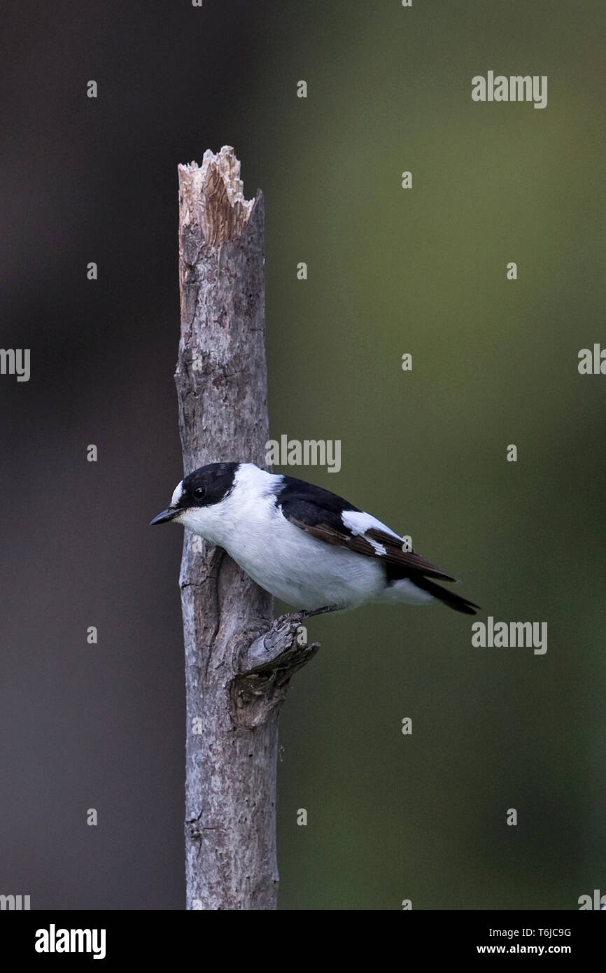 Collared Flycatcher (Ficedula albicollis Stock Photo - Alamy
