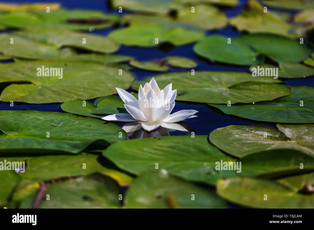 Nice picture grassland hi-res stock photography and images - Alamy