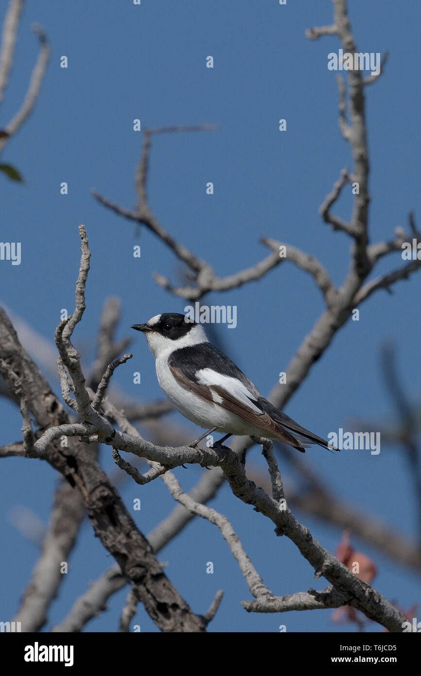Collared Flycatcher (Ficedula albicollis Stock Photo - Alamy