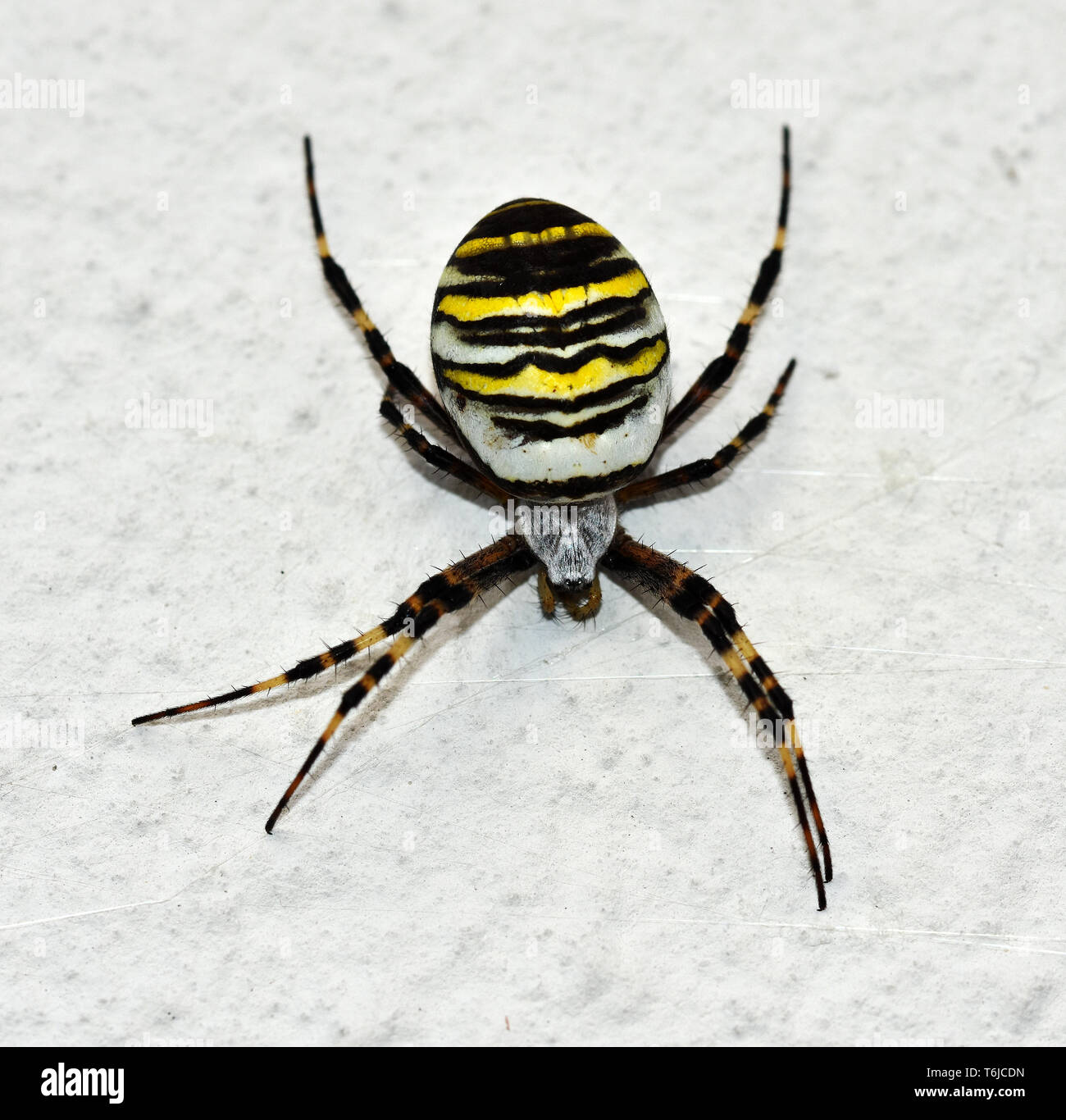 Black spider wasp hi-res stock photography and images - Alamy