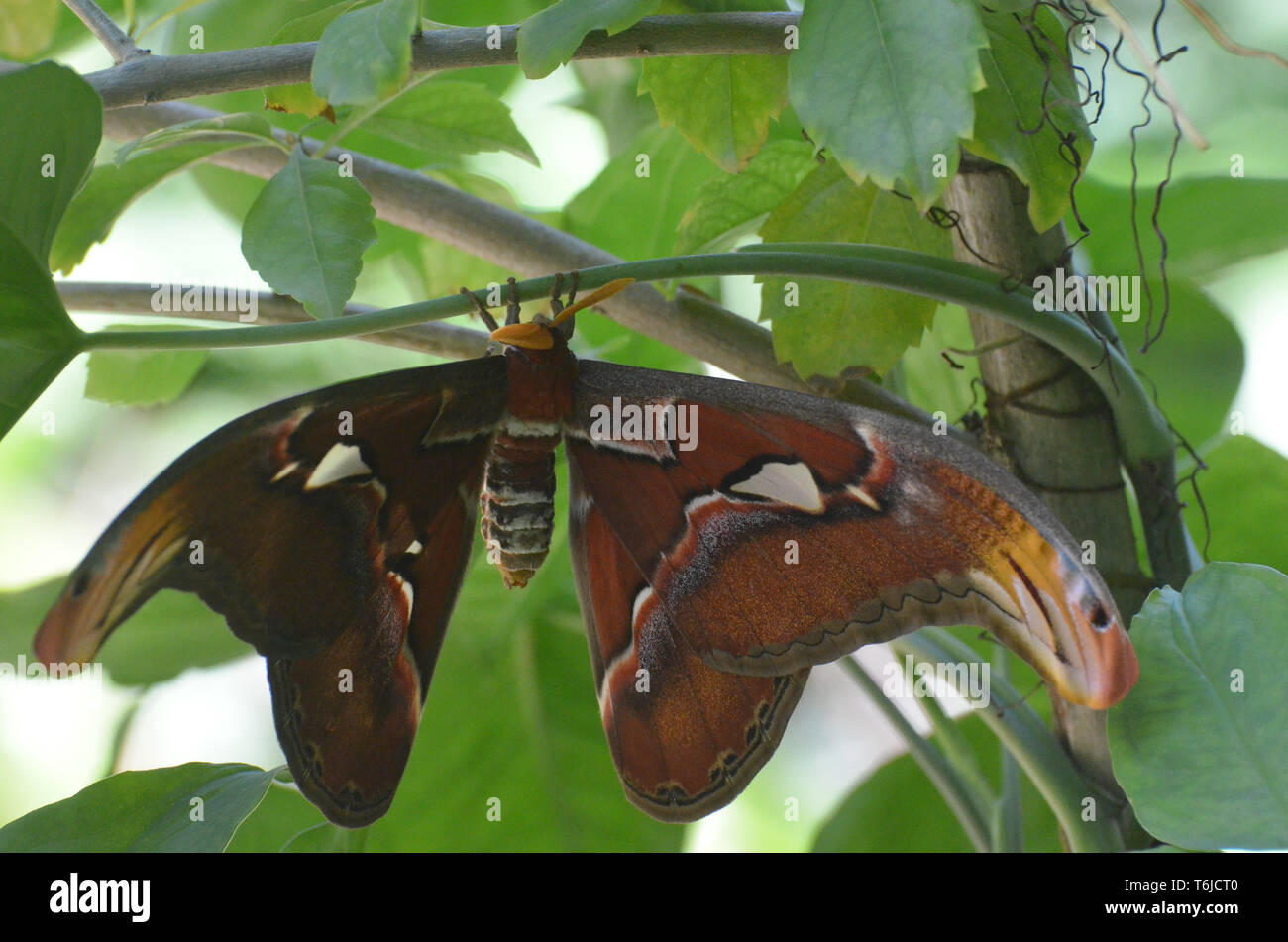 Gorgeous Orange Atlas Moth Hiding in the Trees Stock Photo - Alamy