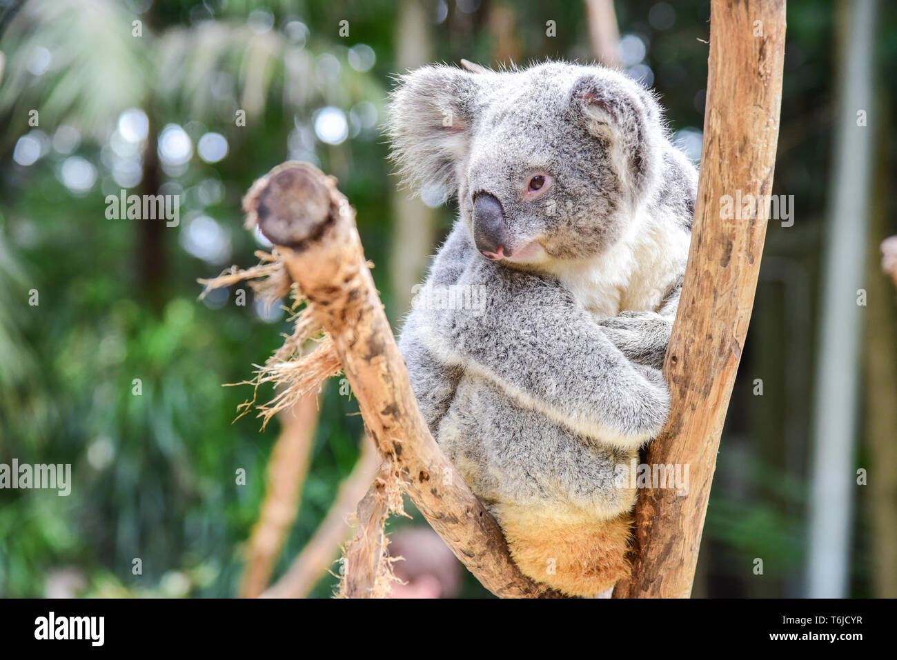 Australian outback species hi-res stock photography and images - Alamy