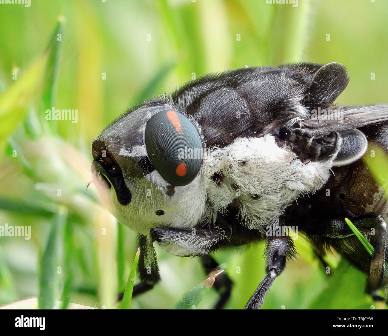 Bot fly hi-res stock photography and images - Alamy