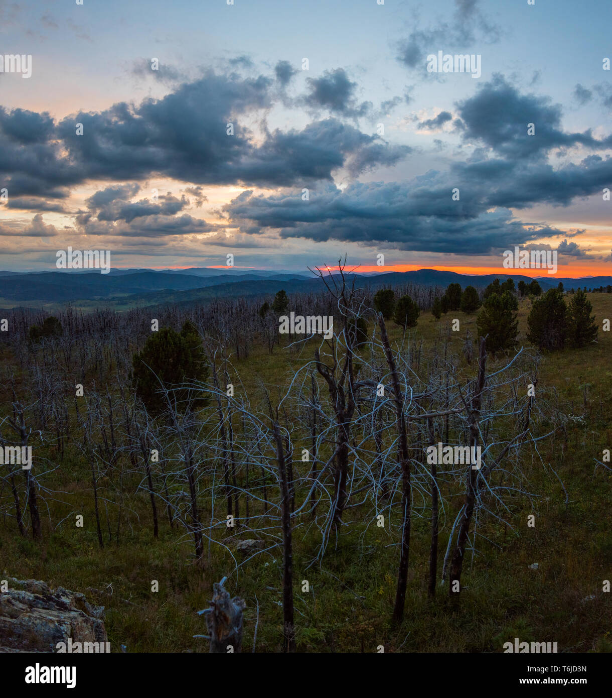 Landscape with dead forest Stock Photo - Alamy