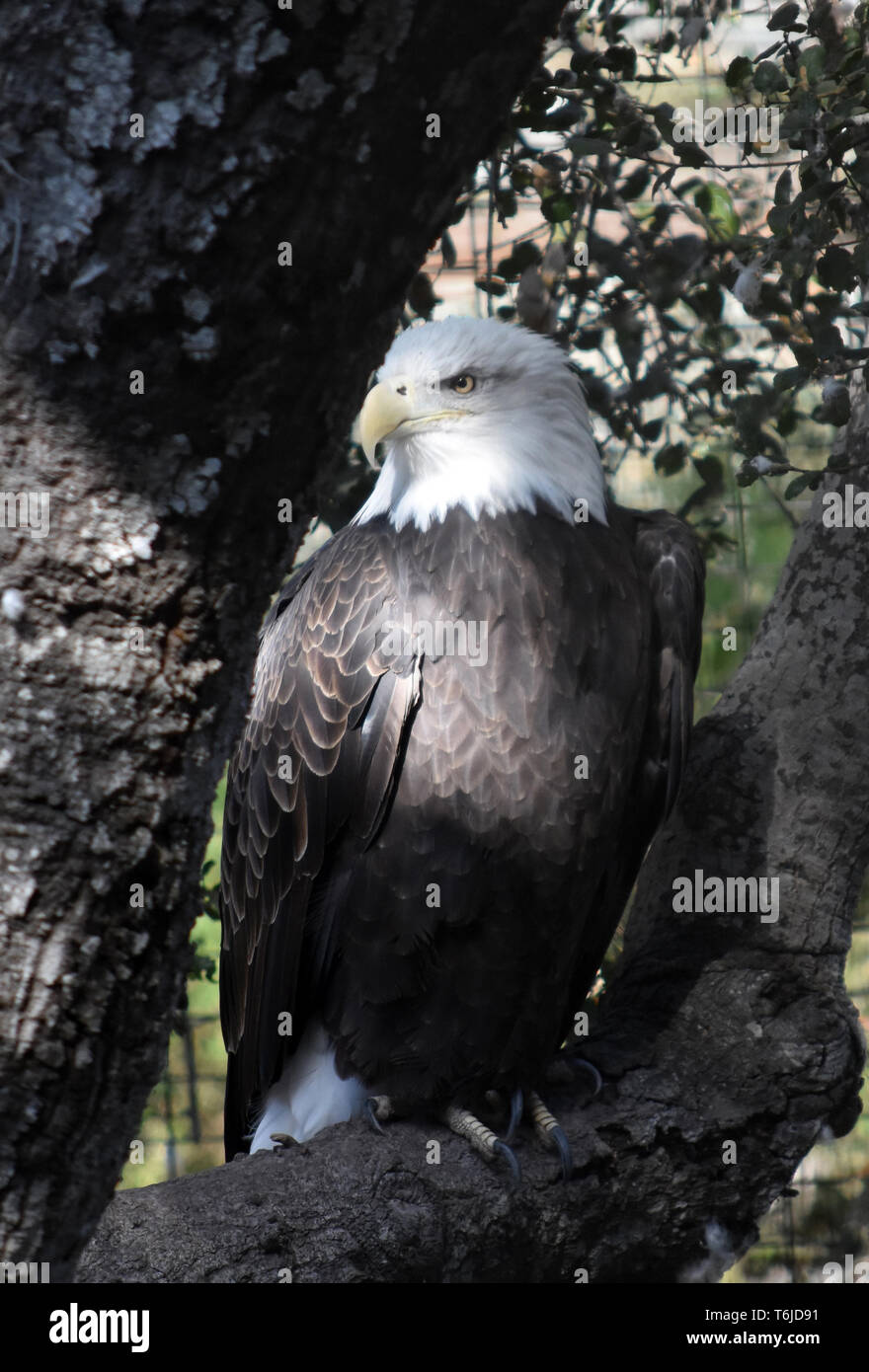 America's iconic symbol of an American Bald Eagle Stock Photo - Alamy