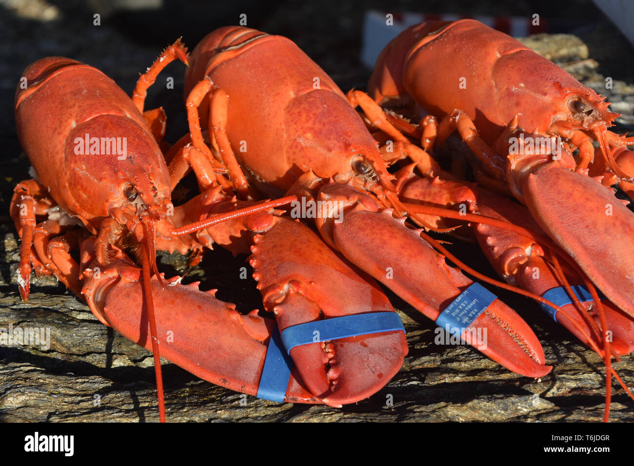 Giant Cooked Red Lobsters for a Yummy Meal Stock Photo - Alamy