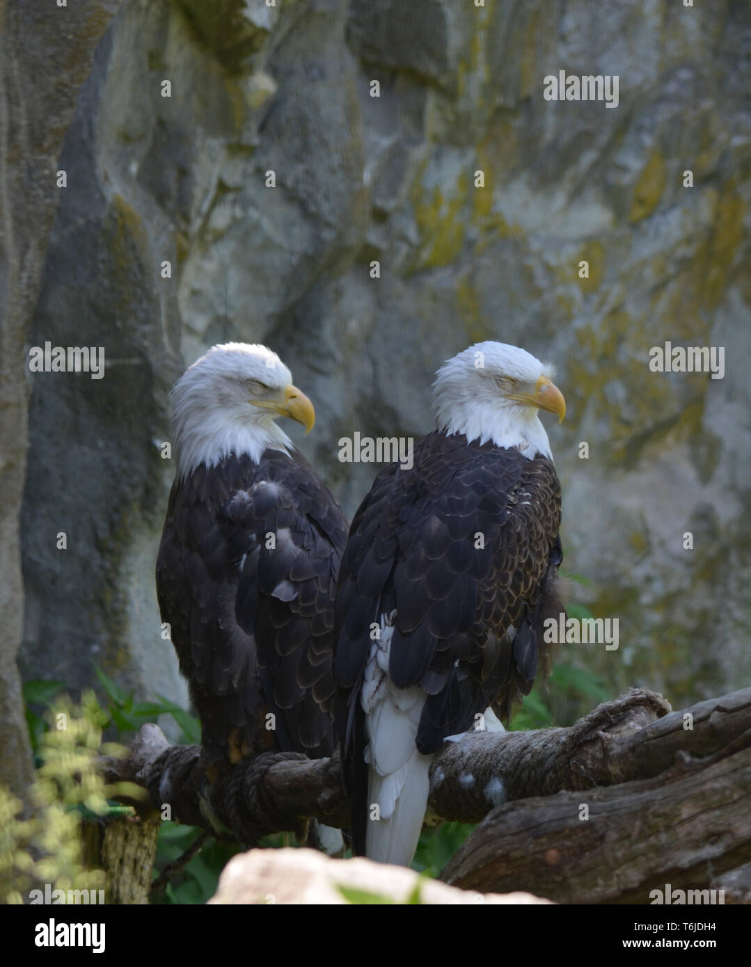 Two bald eagle on perch hi-res stock photography and images - Alamy