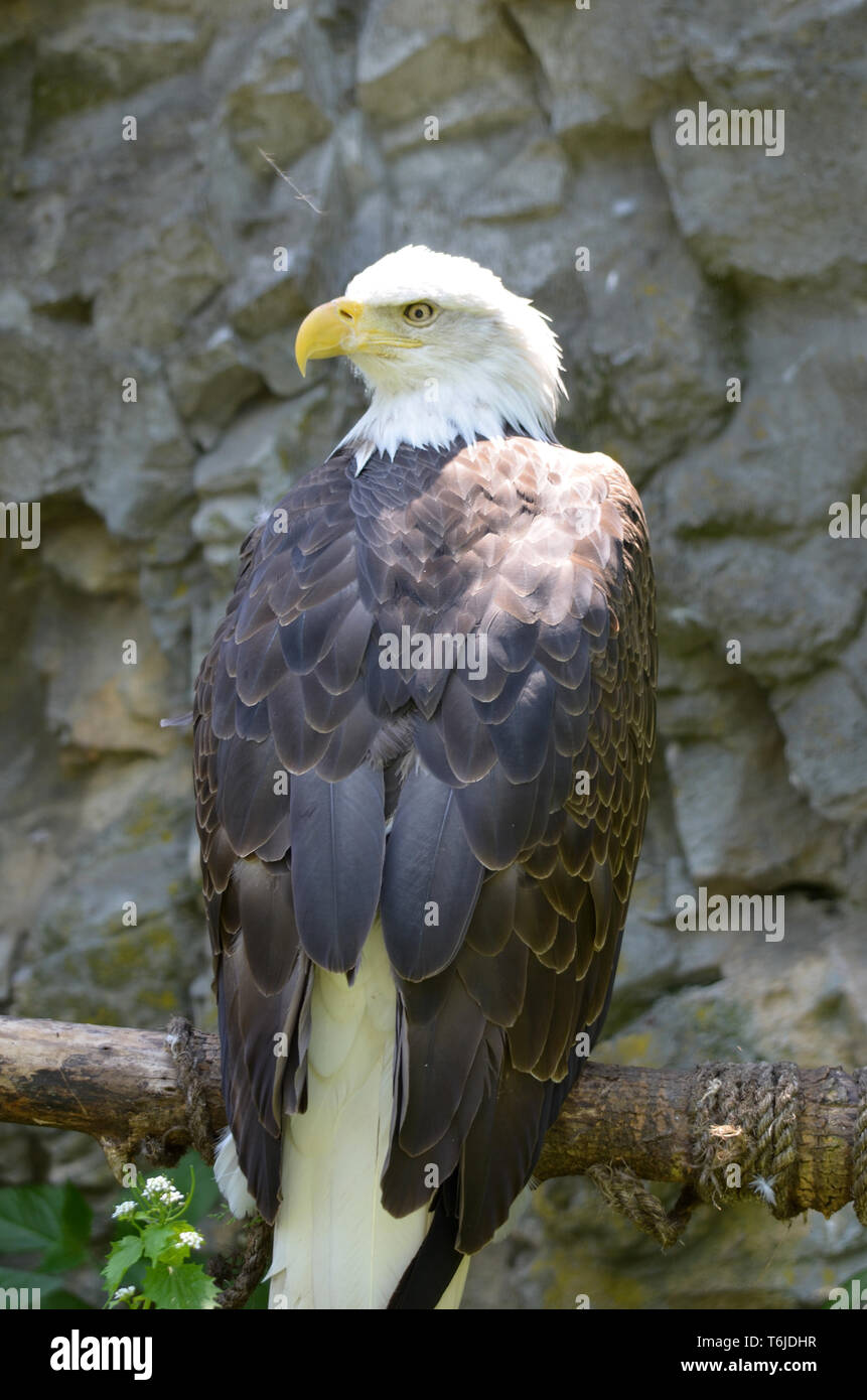 Fantastic look at an American Bald Eagle with feathers down his back ...