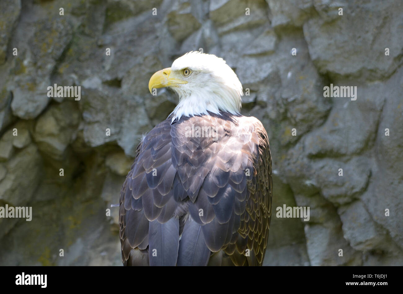 Eagle eye up close look at an American Bald Eagle Stock Photo - Alamy