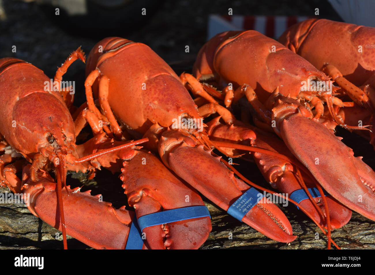 Beautiful Red Cooked Crustaceans Perfect for Supper Stock Photo - Alamy