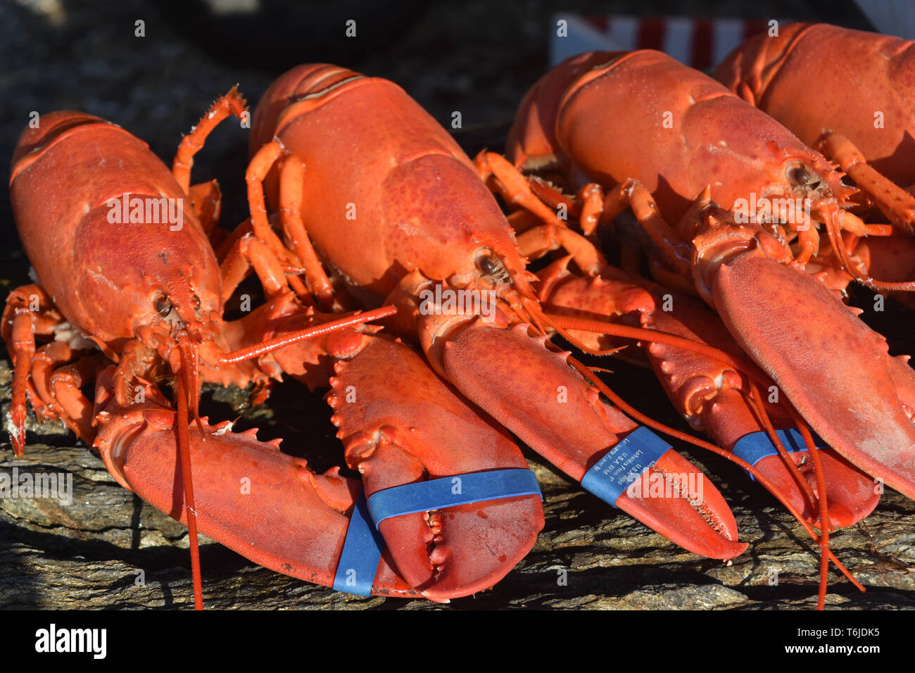 Wonderful Red Lobster Fresh From Northern Waters Stock Photo - Alamy