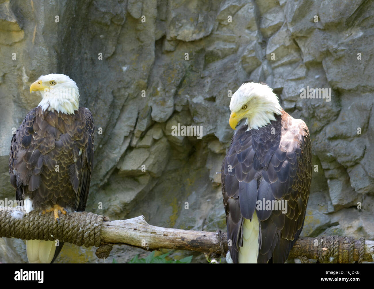 Two American eagles sitting together on a perch Stock Photo - Alamy