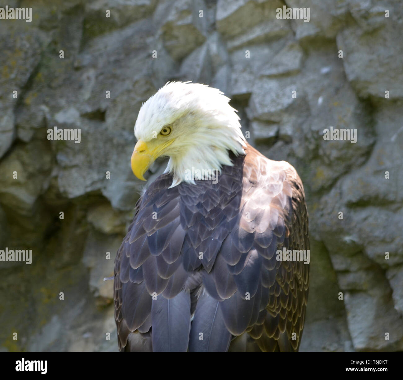 Up Close look at the iconic American Bald Eagle Stock Photo - Alamy