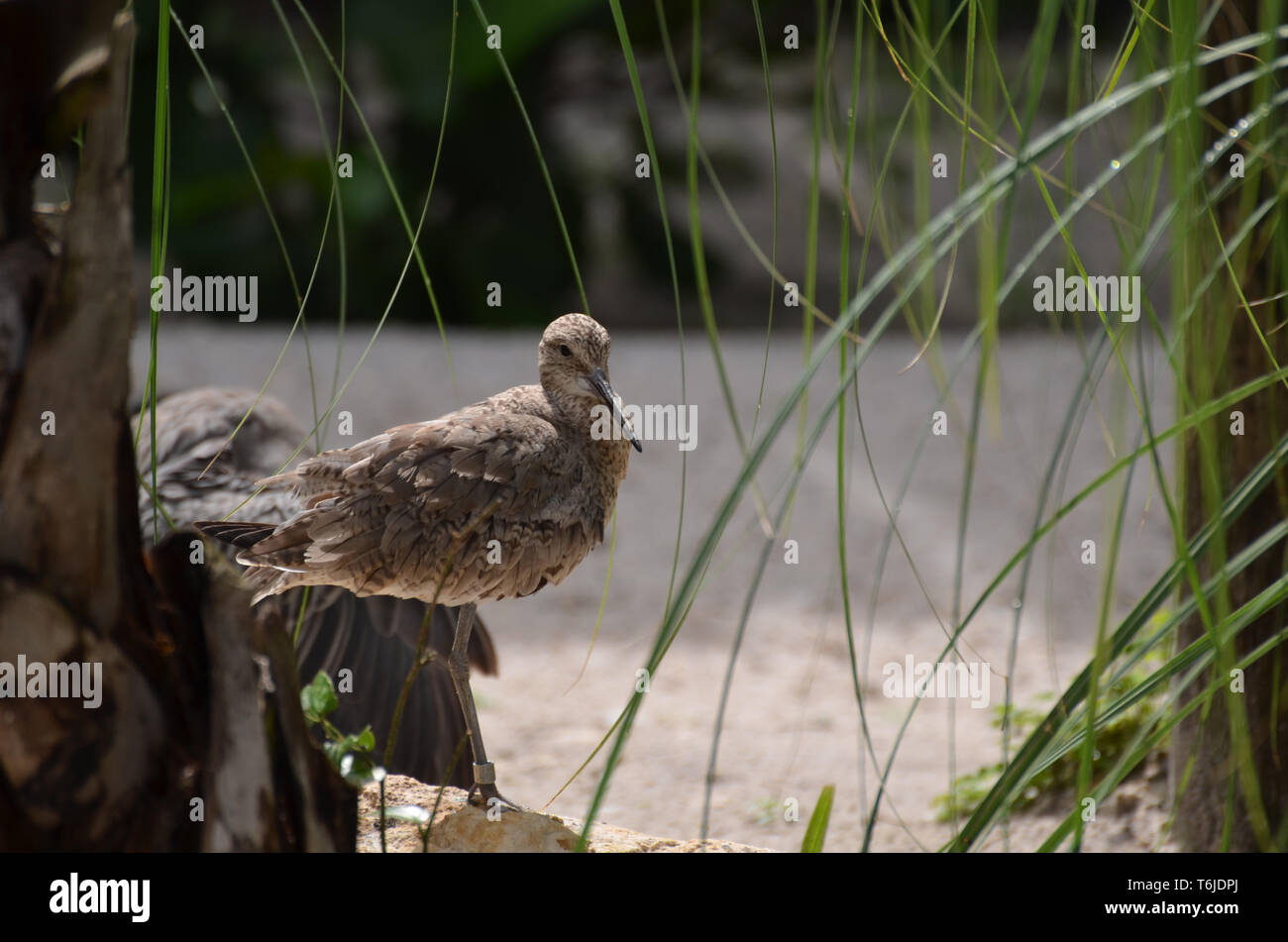 Willet on white hi-res stock photography and images - Alamy